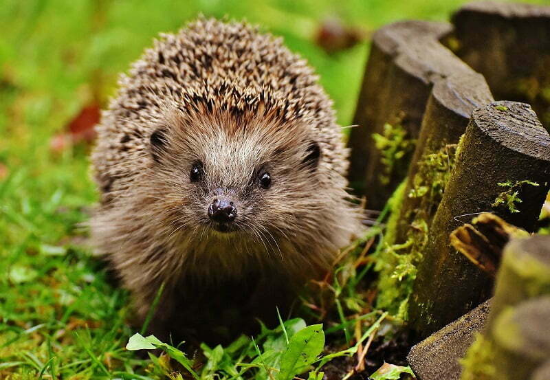 How housing developers and contractors can help hedgehogs – a new guide ...